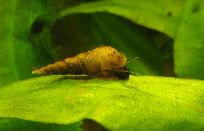 Problem solver: Snails - Practical Fishkeeping