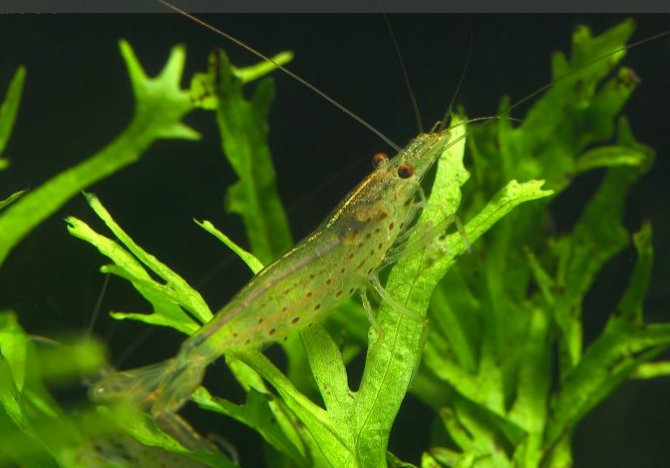 Problem solver: Nuisance algae - Practical Fishkeeping