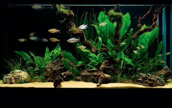 Planted freshwater aquarium store