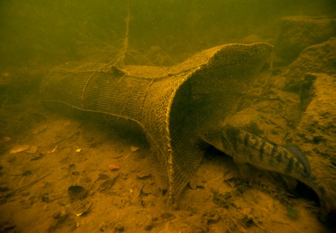 How to solve a problem like trapping fish - Practical Fishkeeping