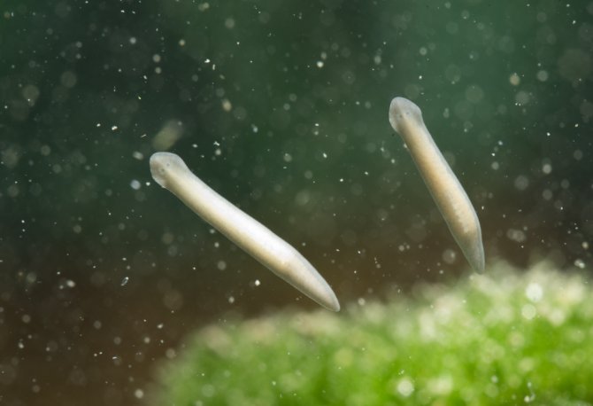 How to solve a problem like planarians - Practical Fishkeeping