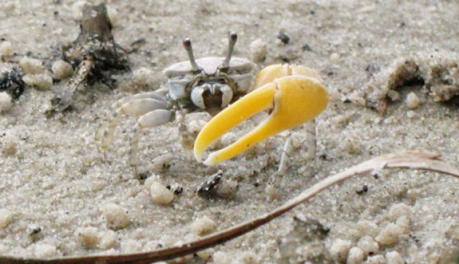 Male Fiddler crabs eavesdrop to find the ladies - Practical Fishkeeping