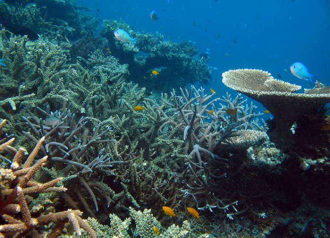 New threats to Great Barrier Reef - Practical Fishkeeping