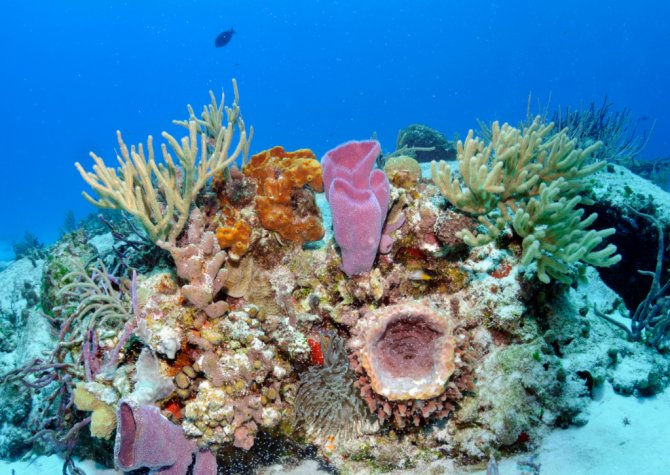 Sponges are the 'unsung heroes' of the reef community - Practical ...