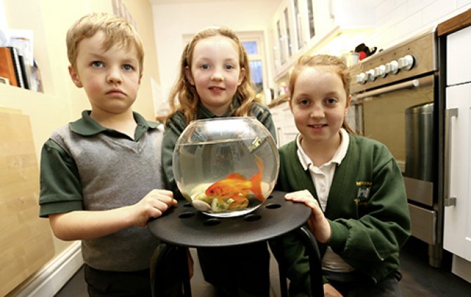Robbers rescue goldfish - Practical Fishkeeping