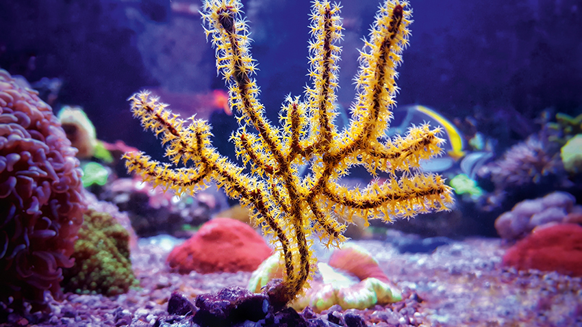 How many water changes will it take to beat algae? - Practical Fishkeeping