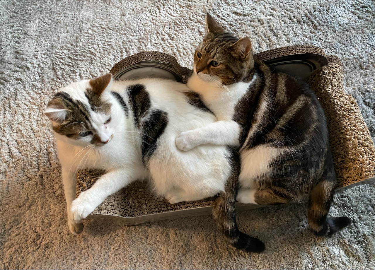 Jasper & Daisy - Aimi Arnall - Your Cat