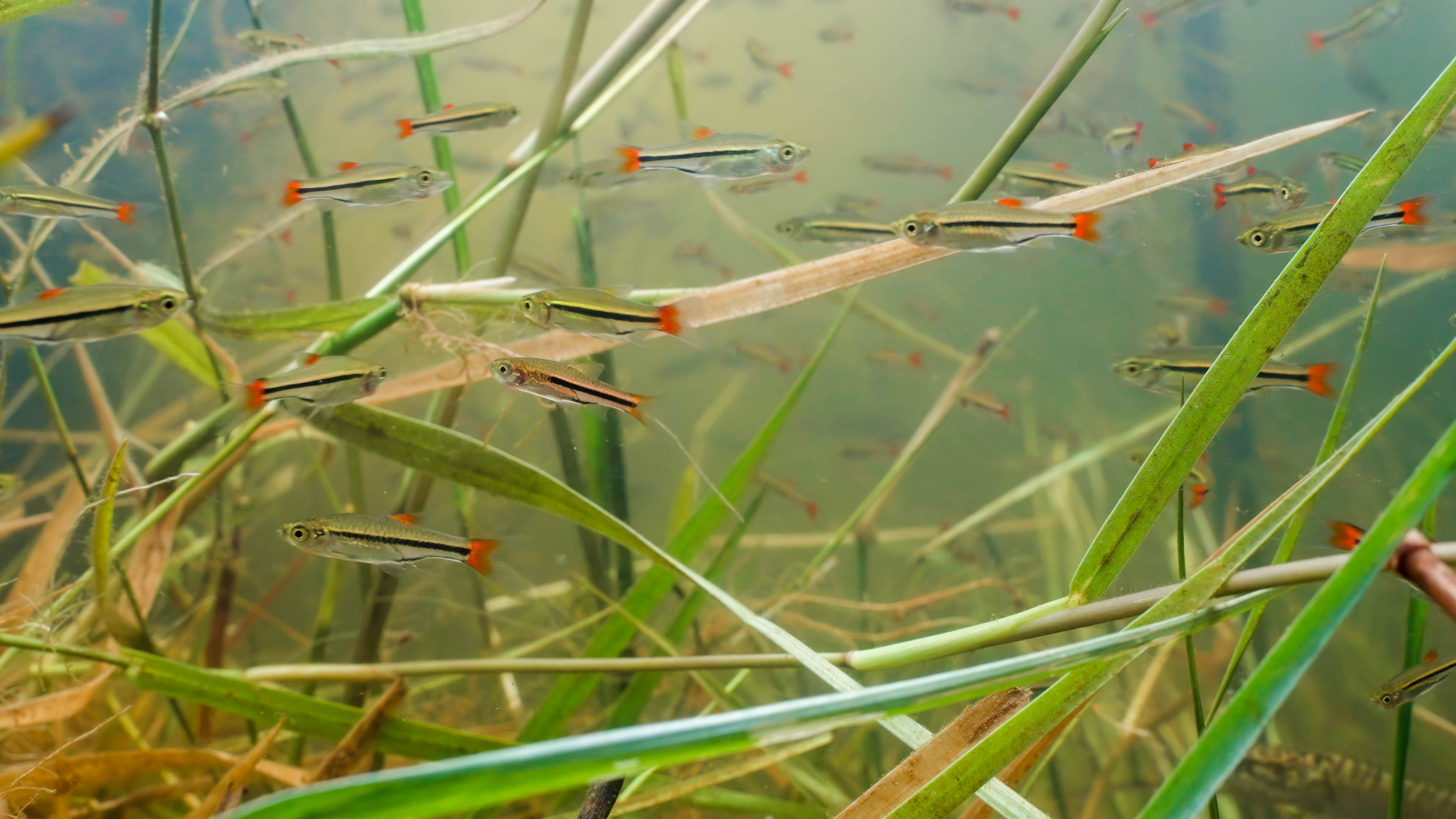 Finding the endangered Somphong’s rasbora - Practical Fishkeeping