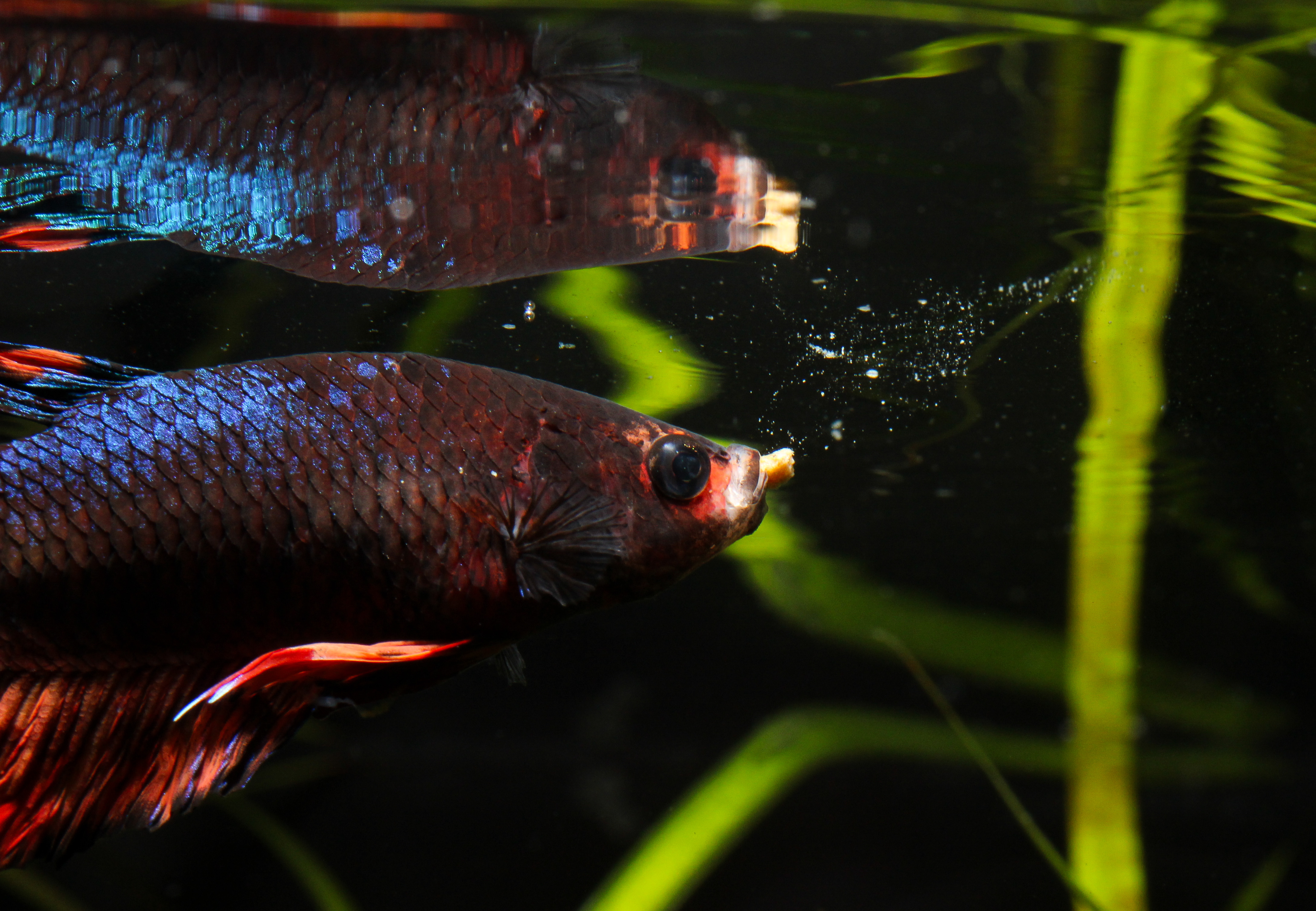 How to feed your new Betta - Practical Fishkeeping