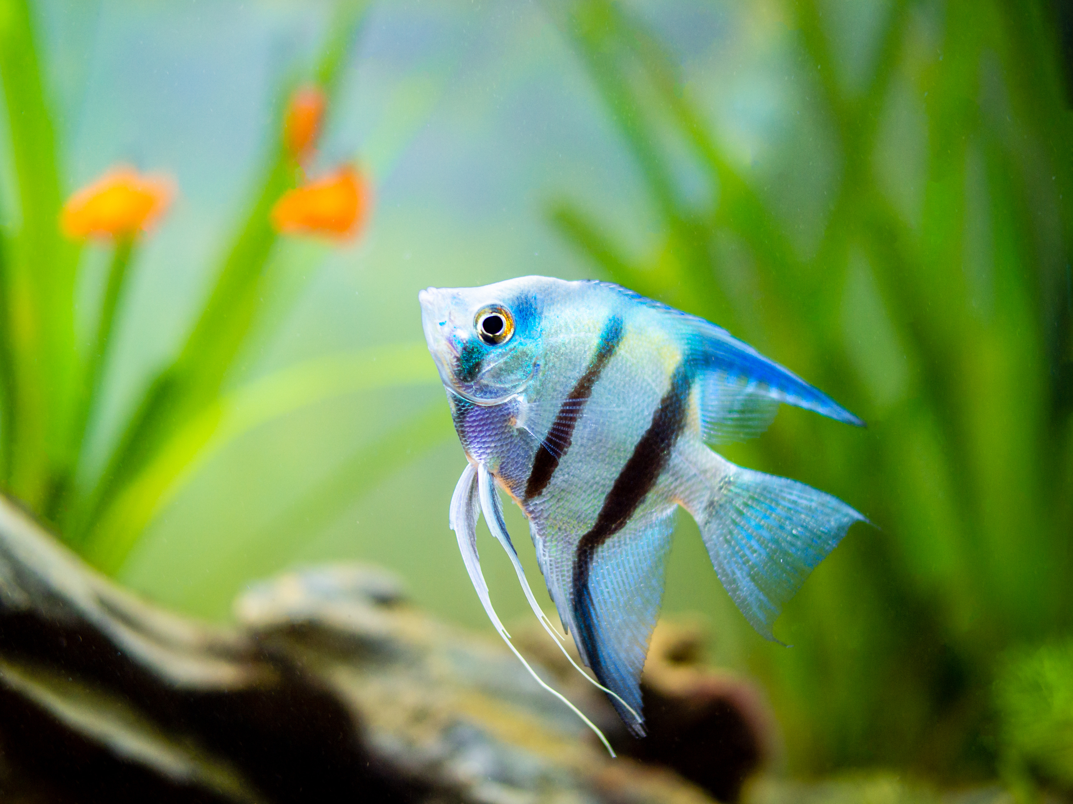 Angelfish Fact Files- How to care for each species - Practical Fishkeeping
