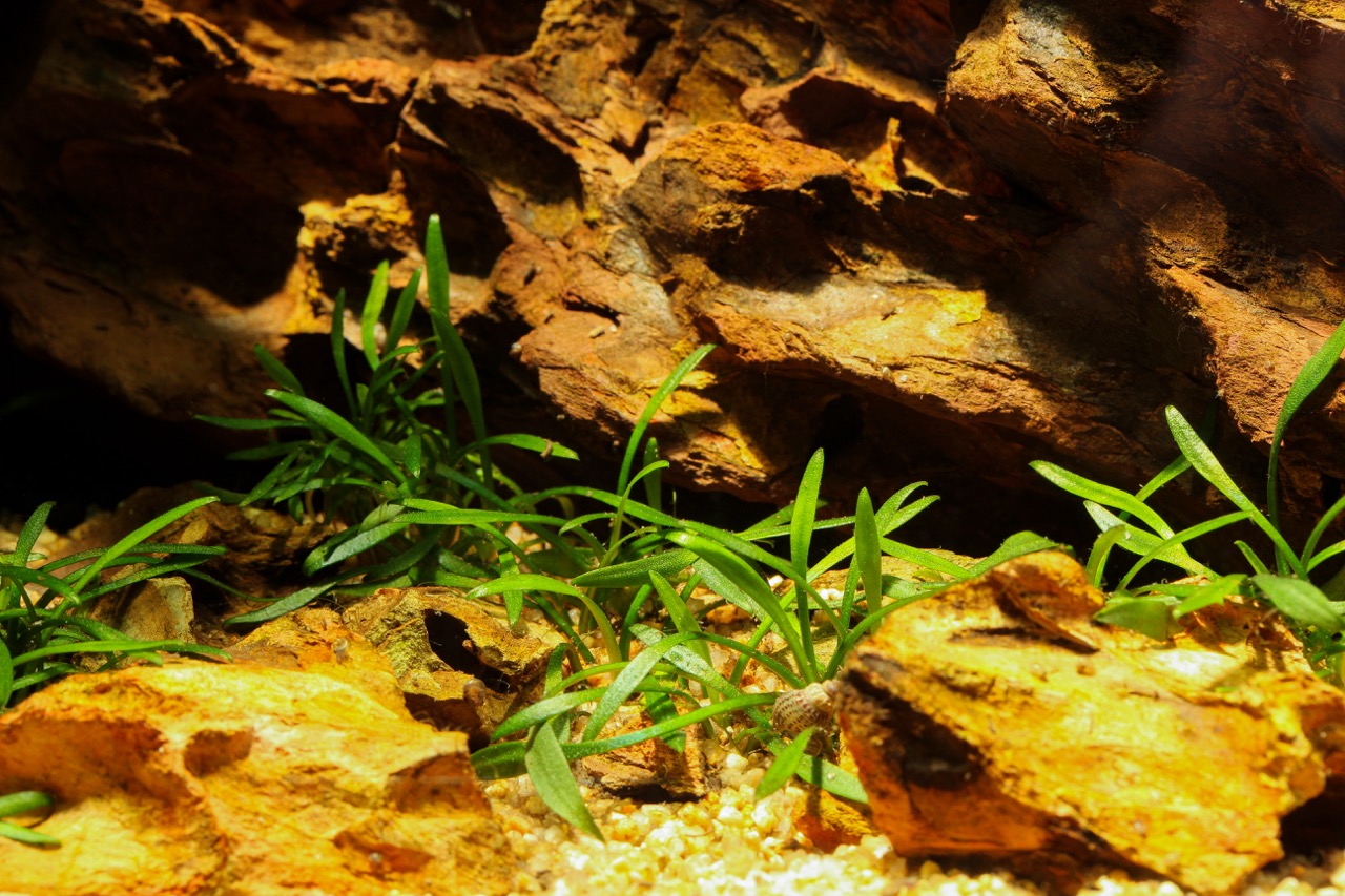 Aquarium Plants Seeds Cryptocoryne Parva Live Aquarium Plant - Easy ...