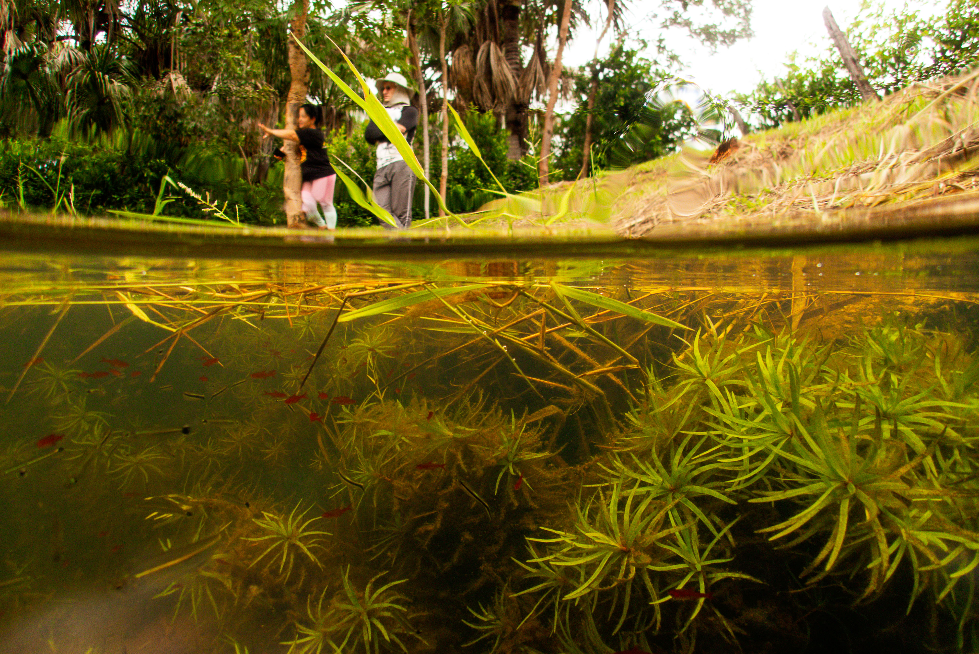Finding ember tetras in Brazil - Practical Fishkeeping