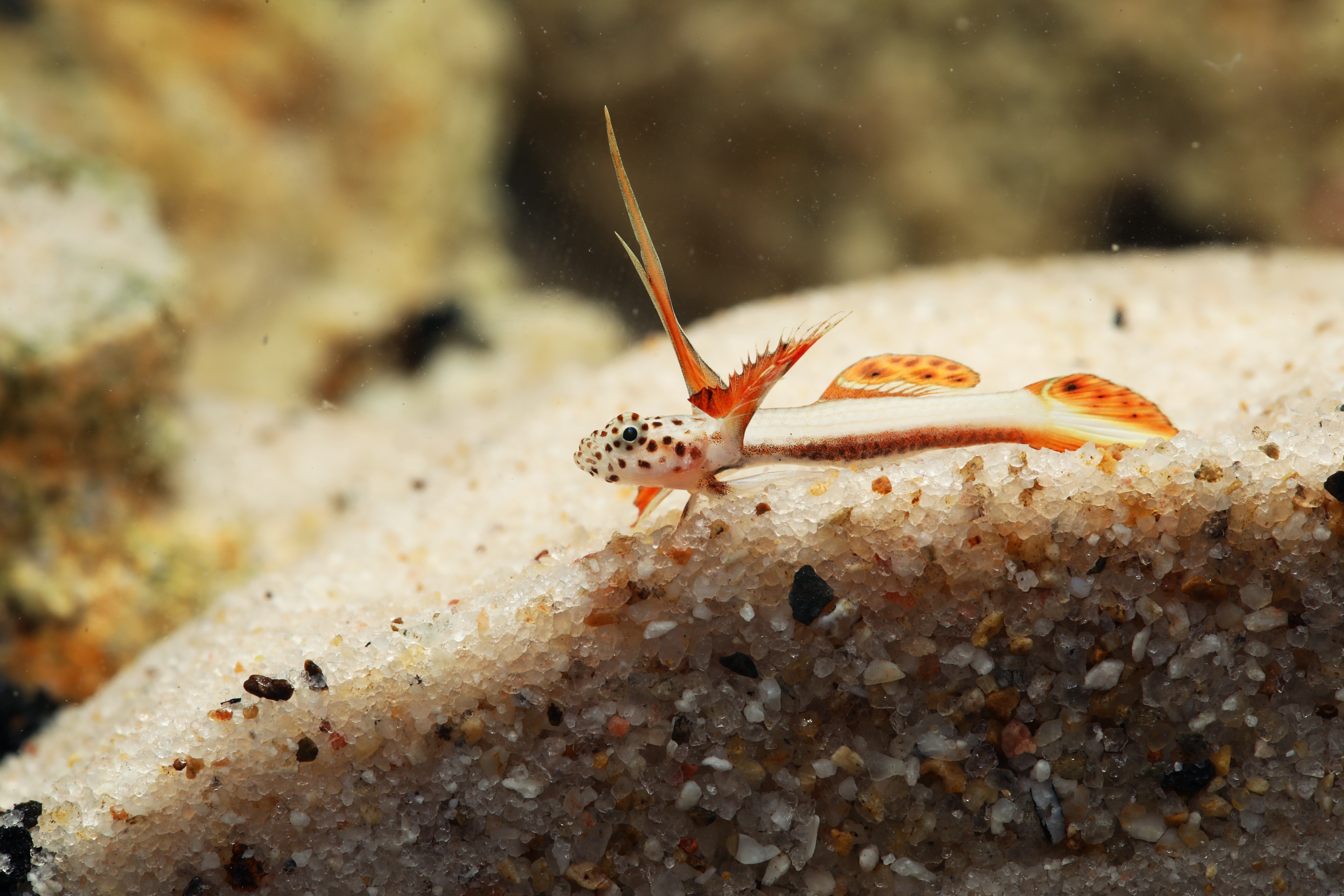 The coolest nano fish - flaming prawn goby - Practical Fishkeeping
