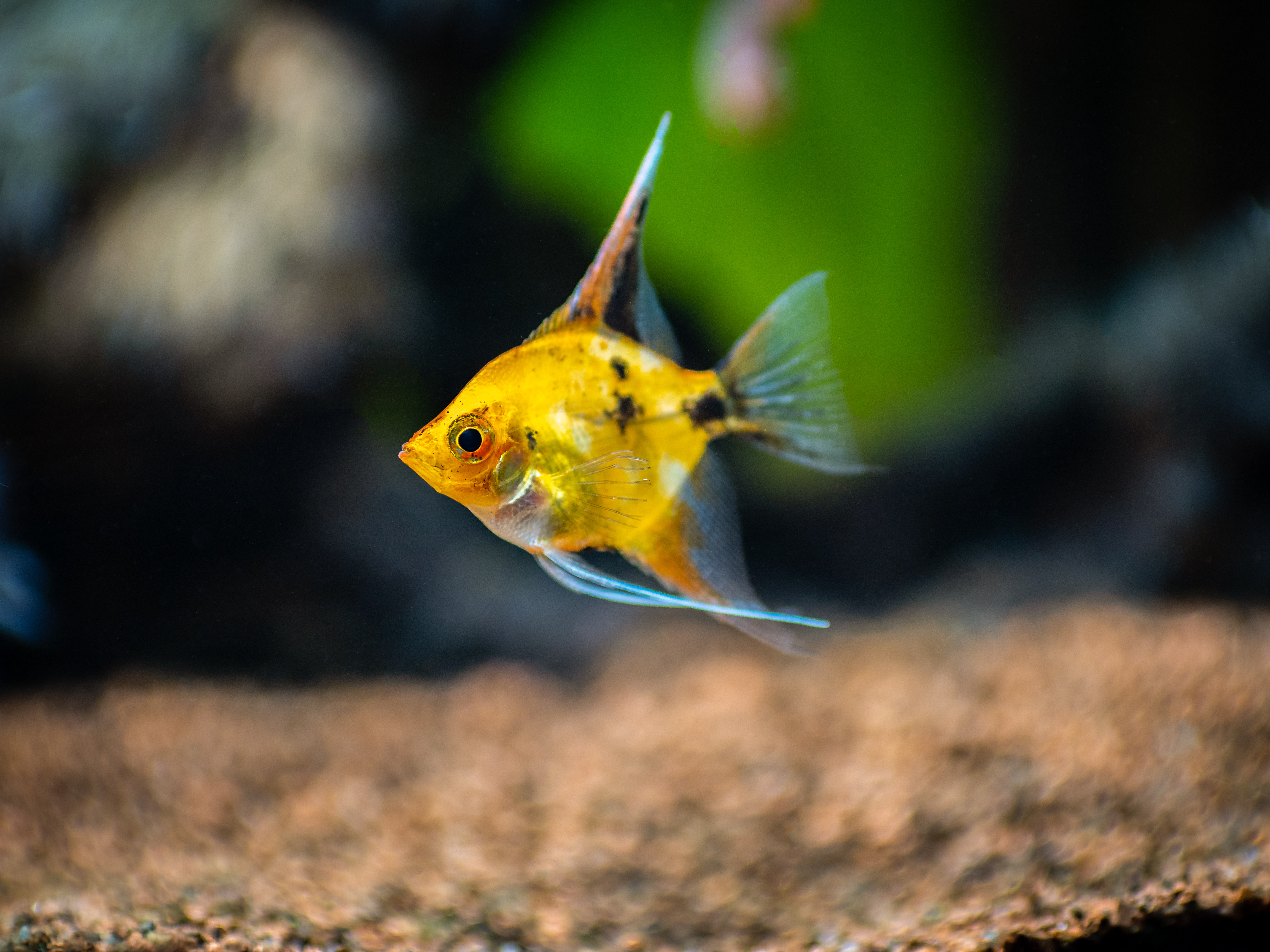 Angelfish Fact Files- How to care for each species - Practical Fishkeeping