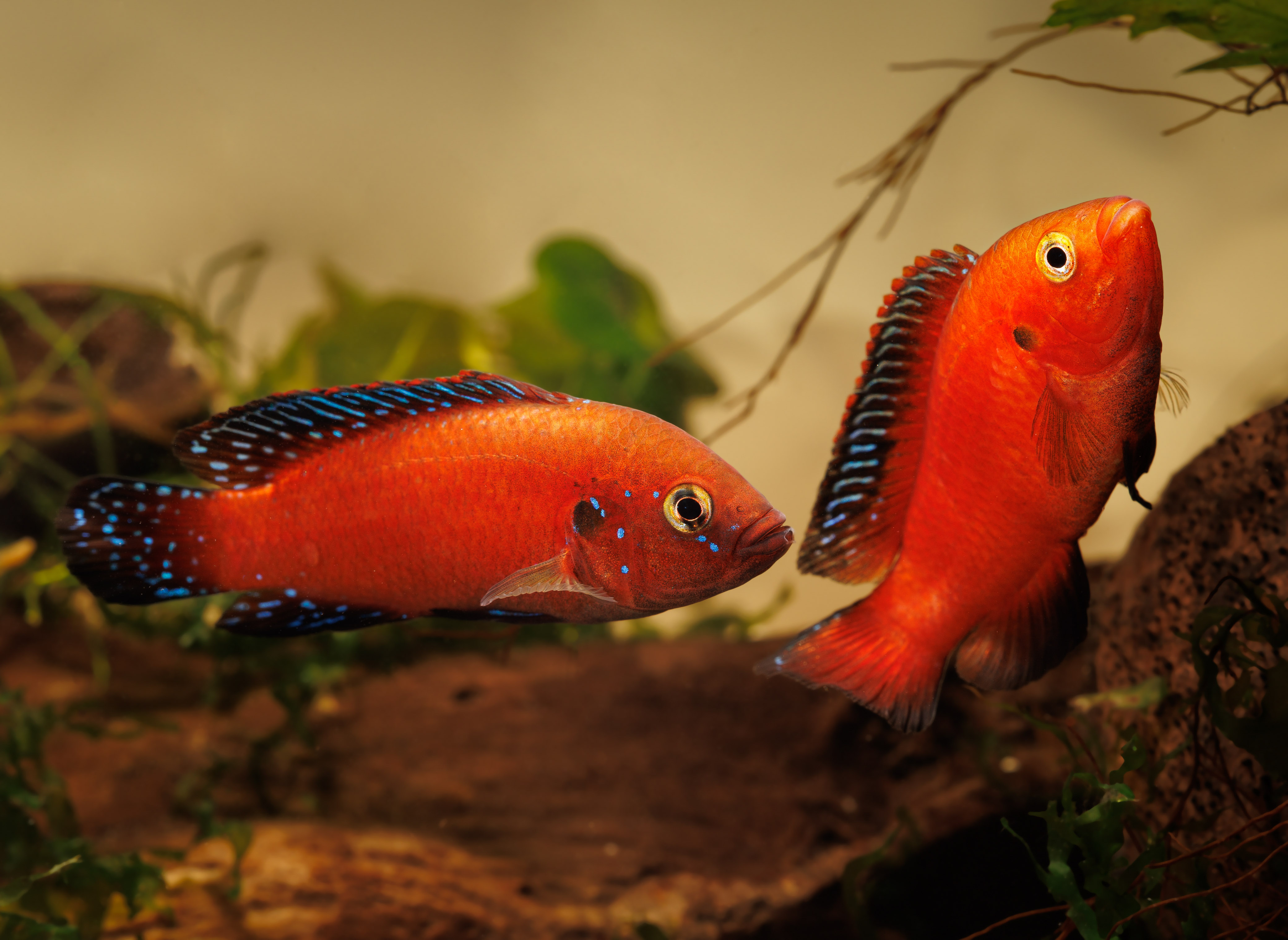 The stunning cichlid of Lake Turkana - Practical Fishkeeping