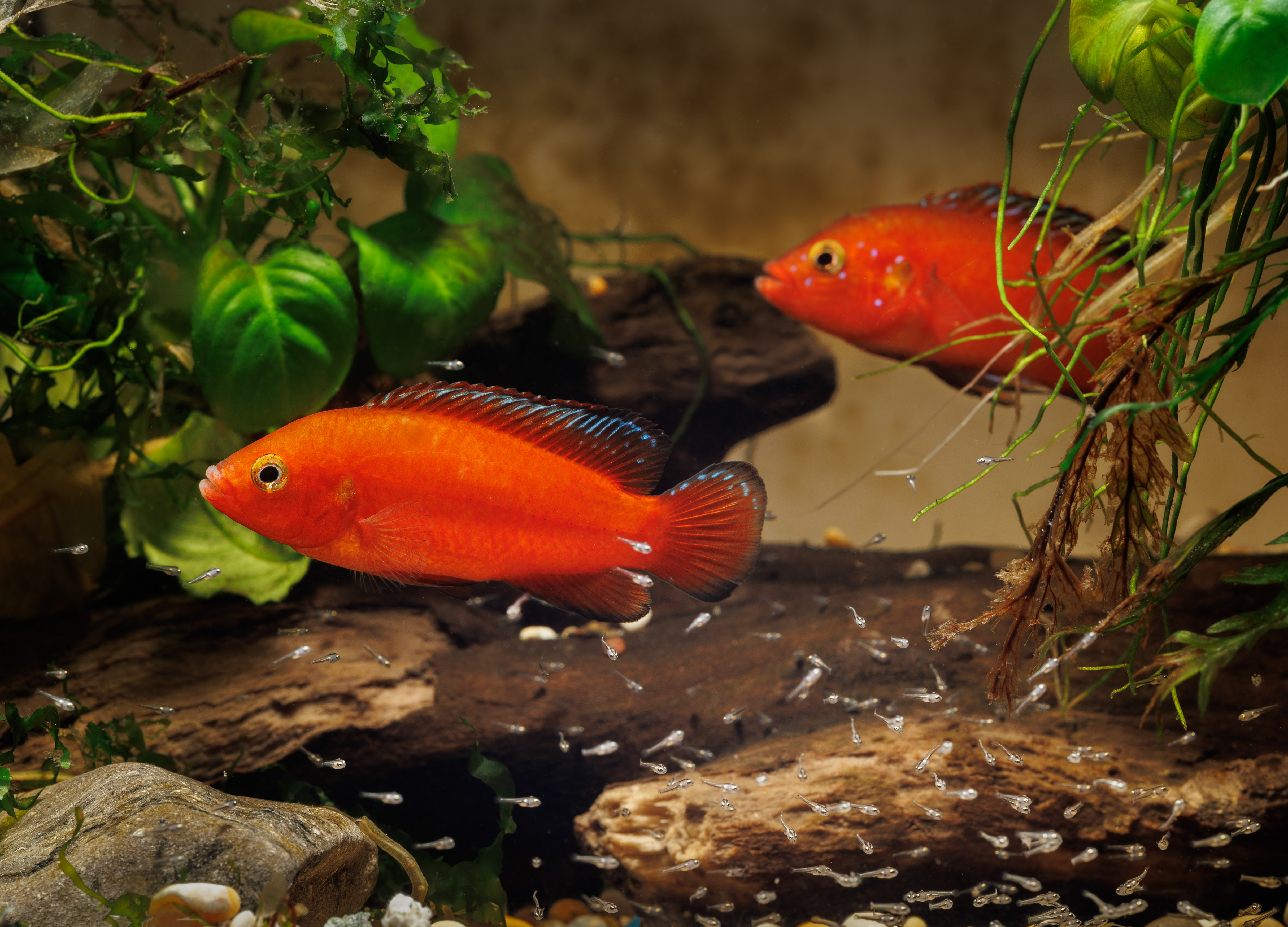 The stunning cichlid of Lake Turkana - Practical Fishkeeping