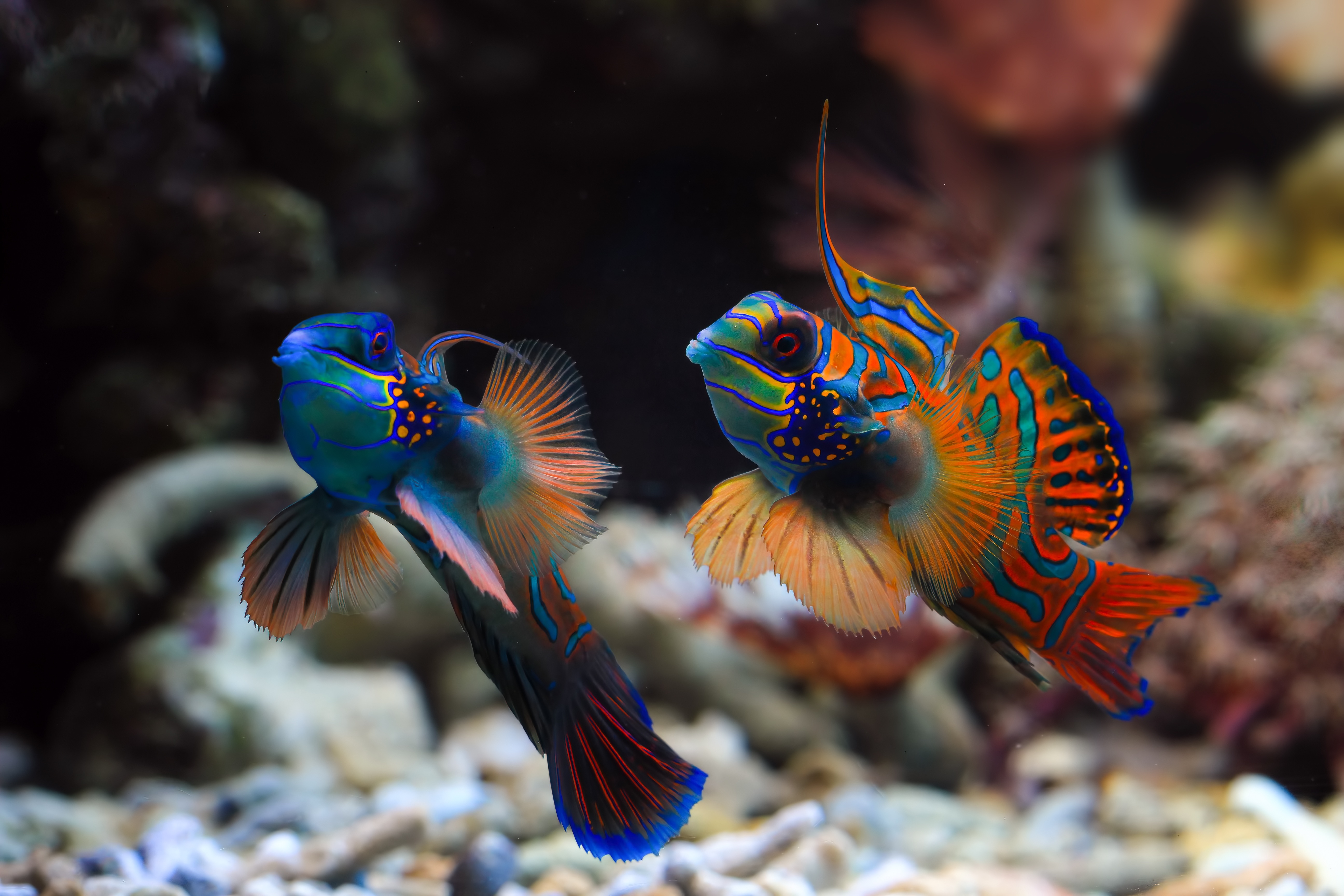 How do I breed Mandarin dragonets? - Practical Fishkeeping