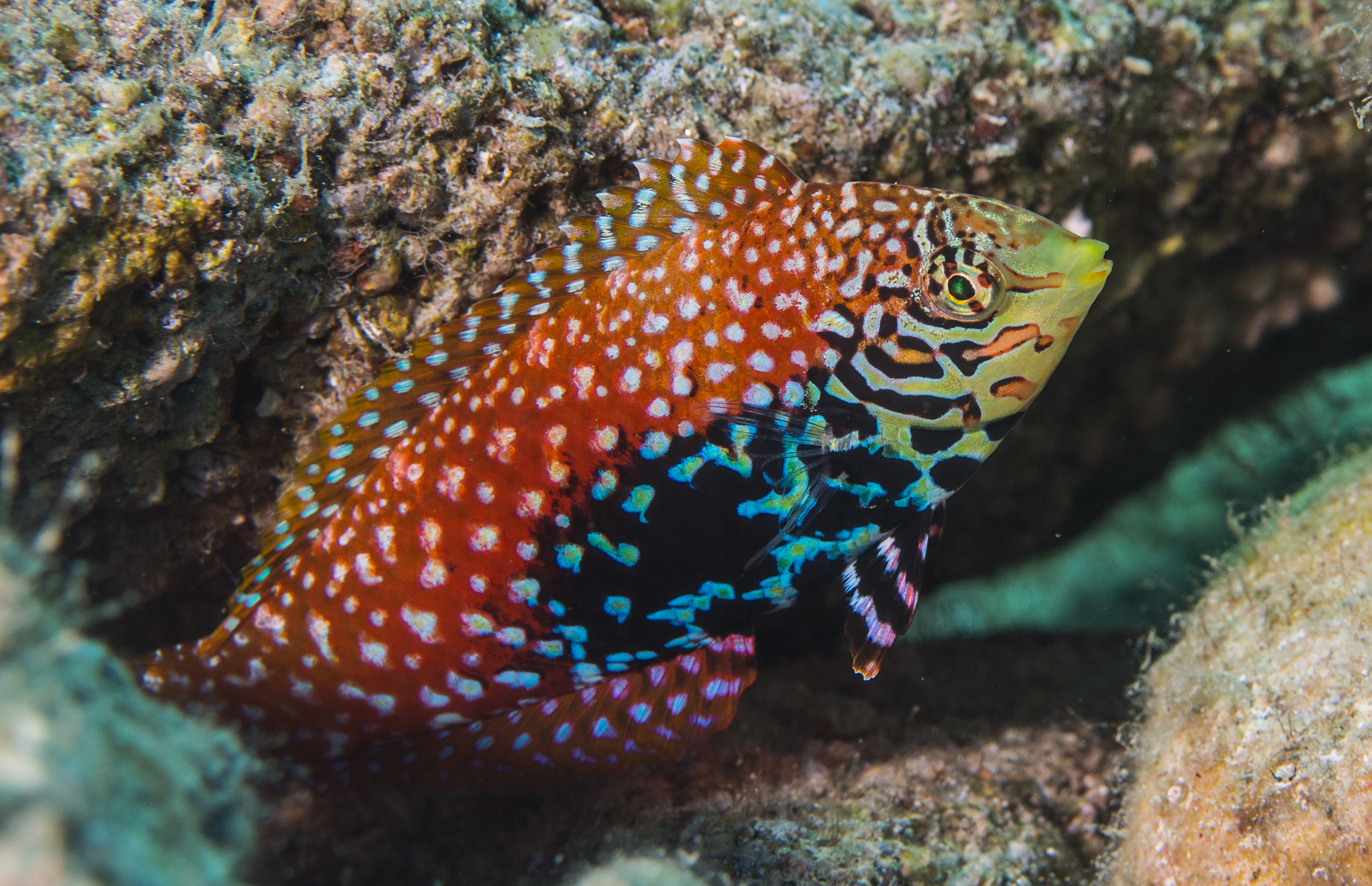 Can I add a reindeer wrasse to my reef tank? - Practical Fishkeeping