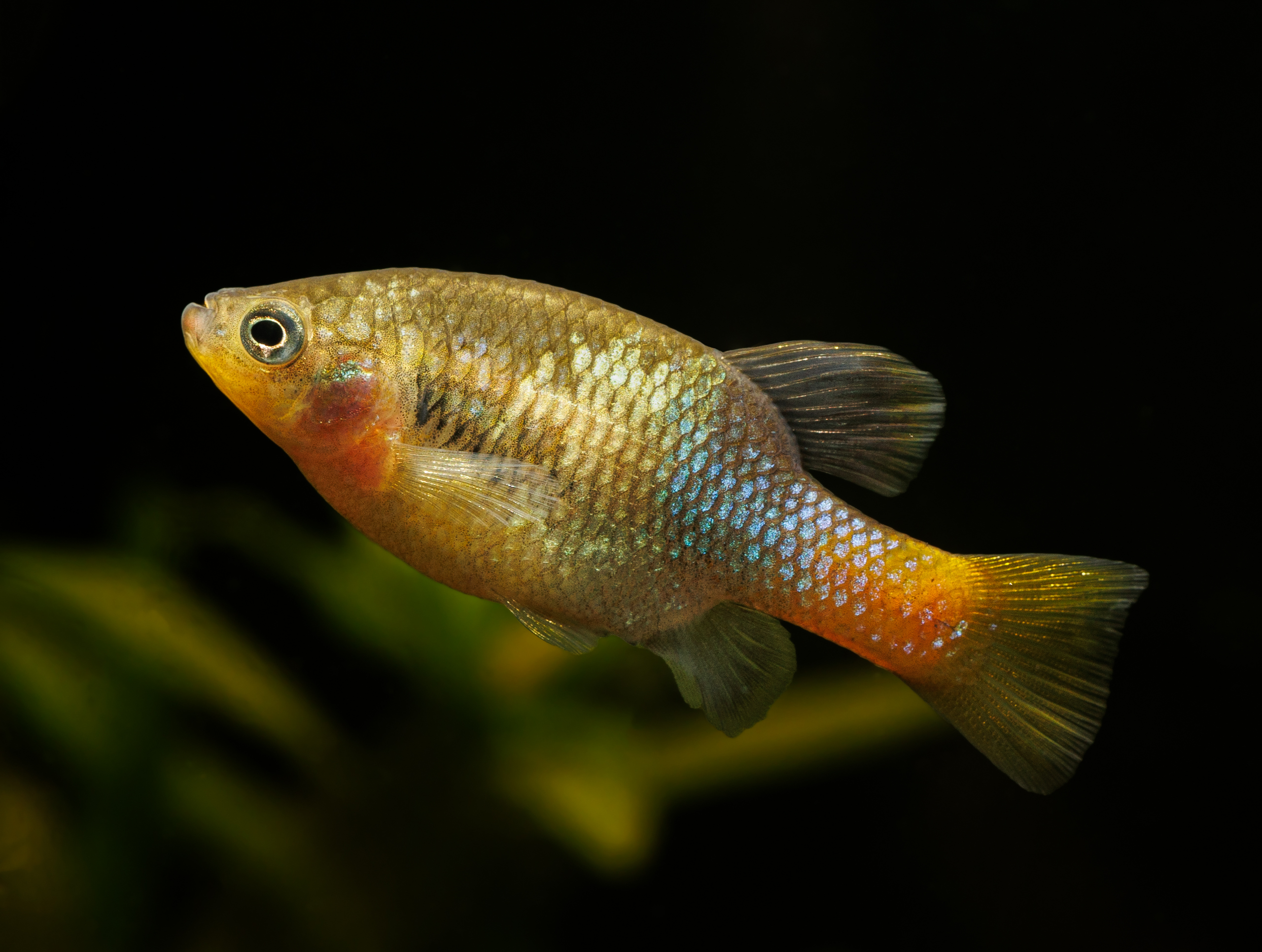 Colourful goodeids - San Marcos redtail splitfin - Practical Fishkeeping