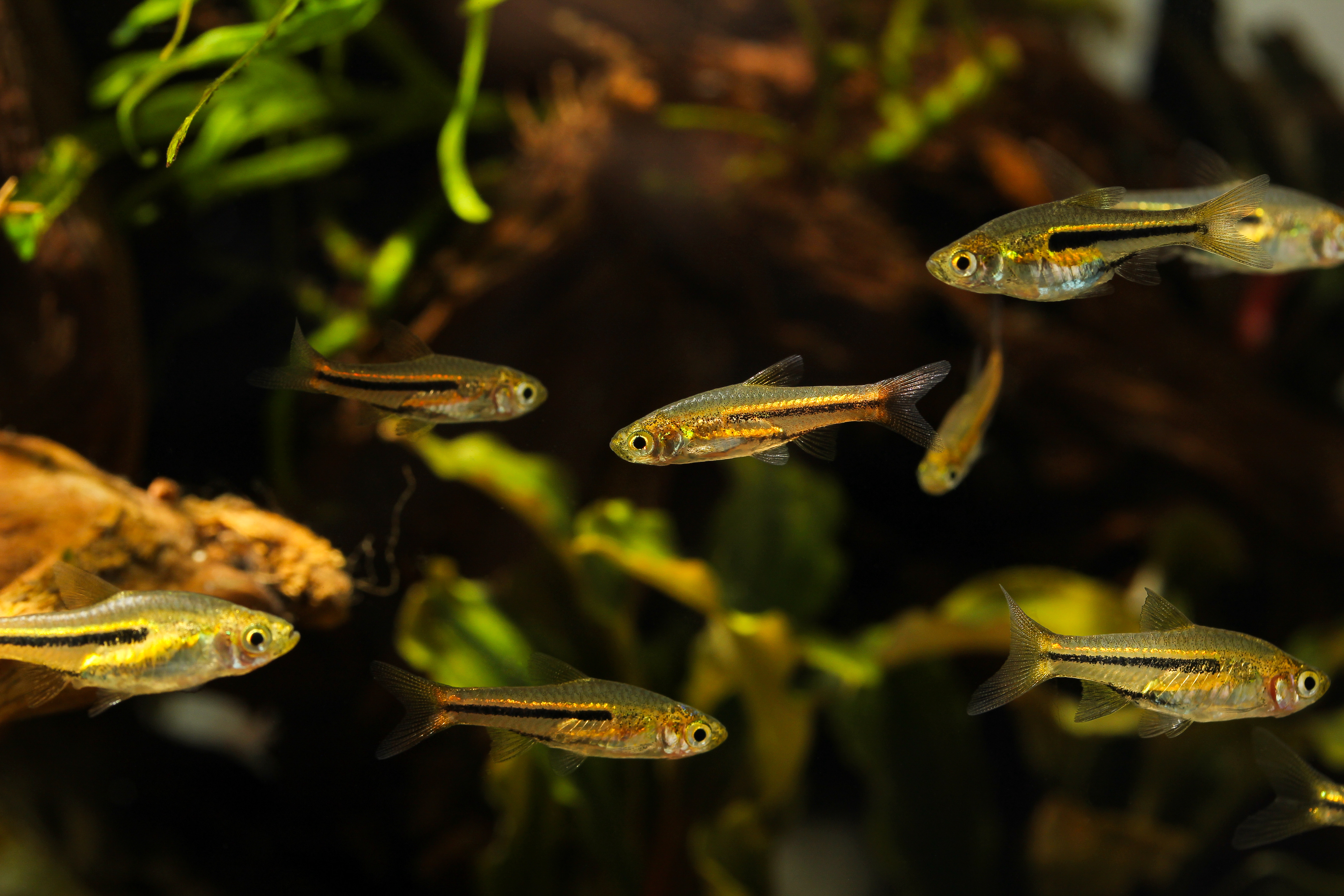 Finding the endangered Somphong’s rasbora - Practical Fishkeeping