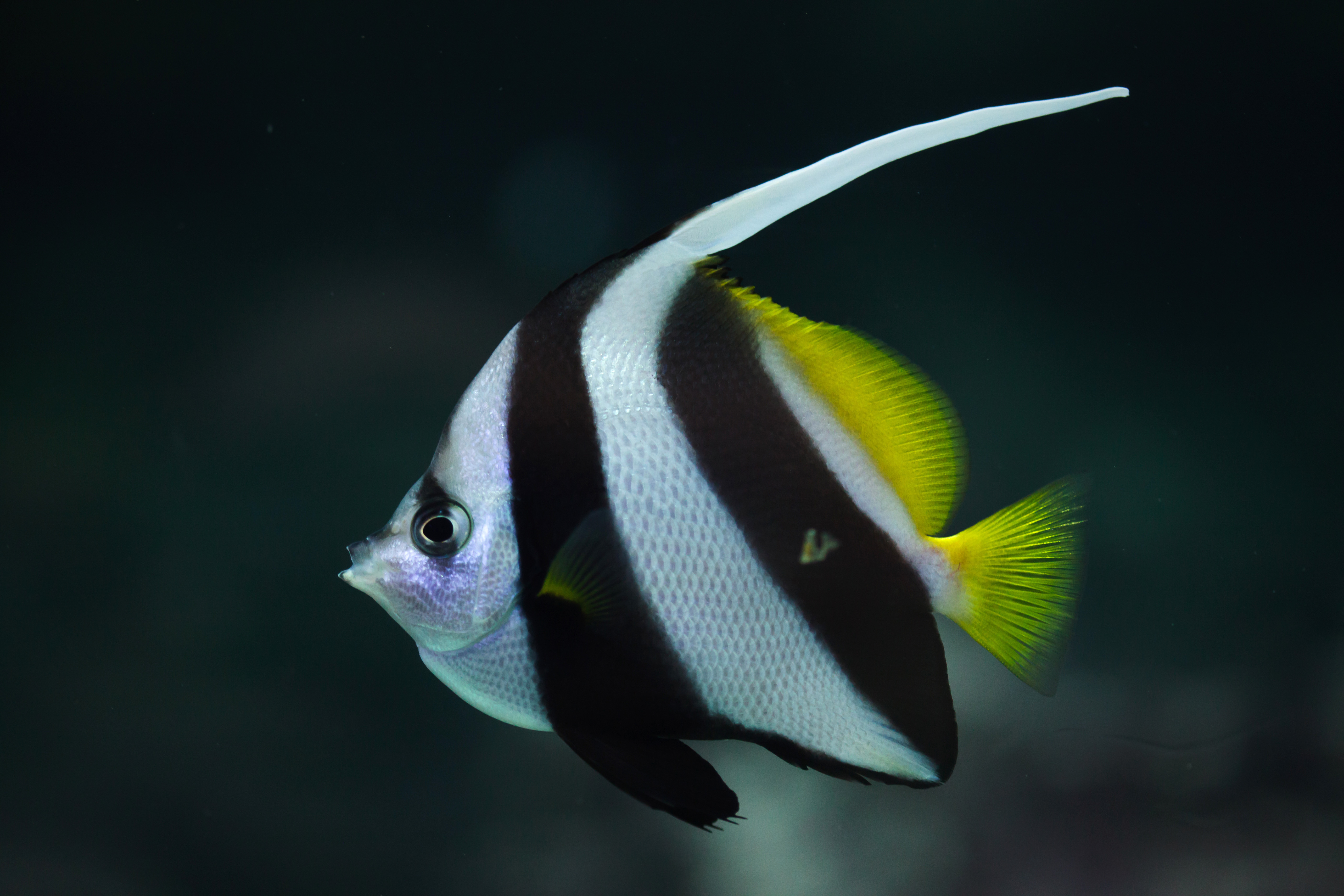 Are Moorish idols easier to keep these days? - Practical Fishkeeping