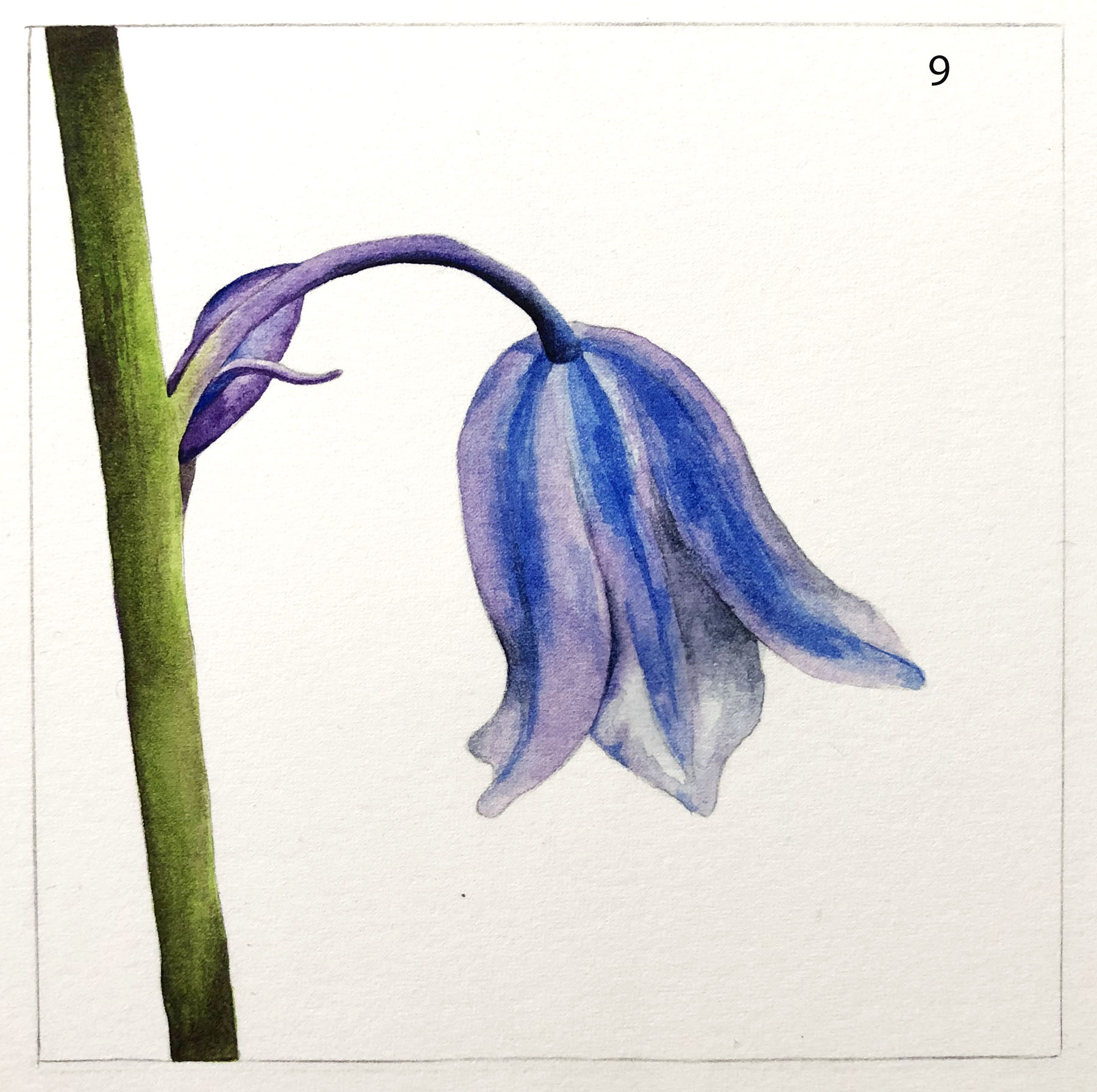 Contemporary Bluebell step by step tutorial