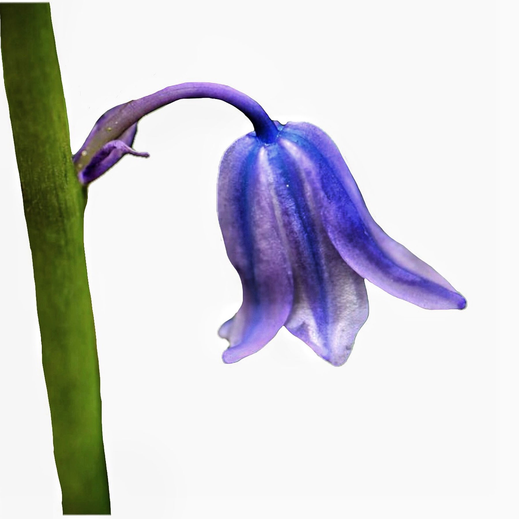 Contemporary Bluebell step by step tutorial