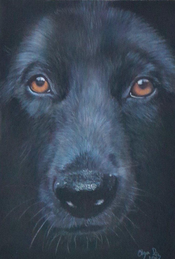 Black shepherds by Olga D. | 24 January 2026