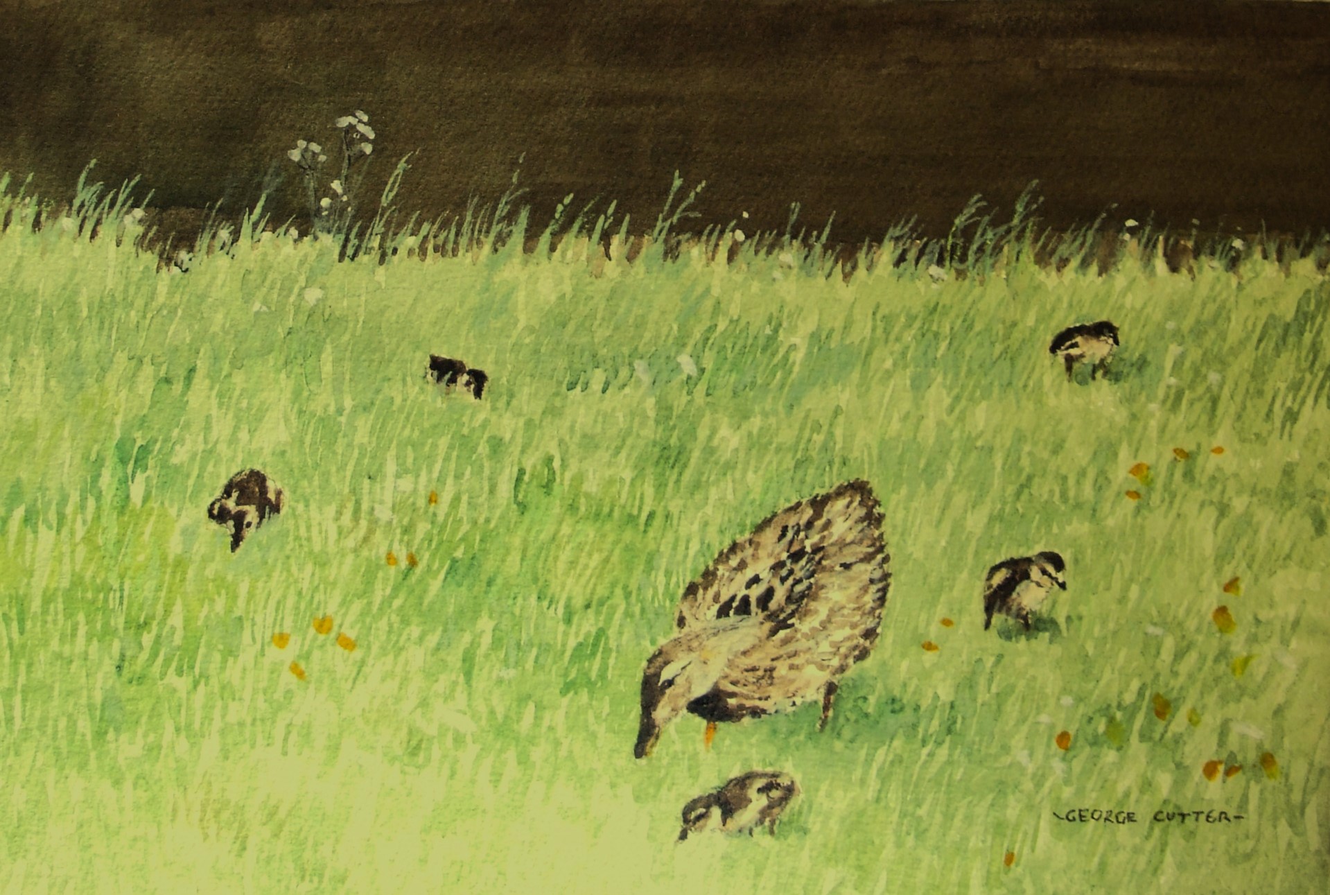 Duck with young by George Cutter | 26 April 2024