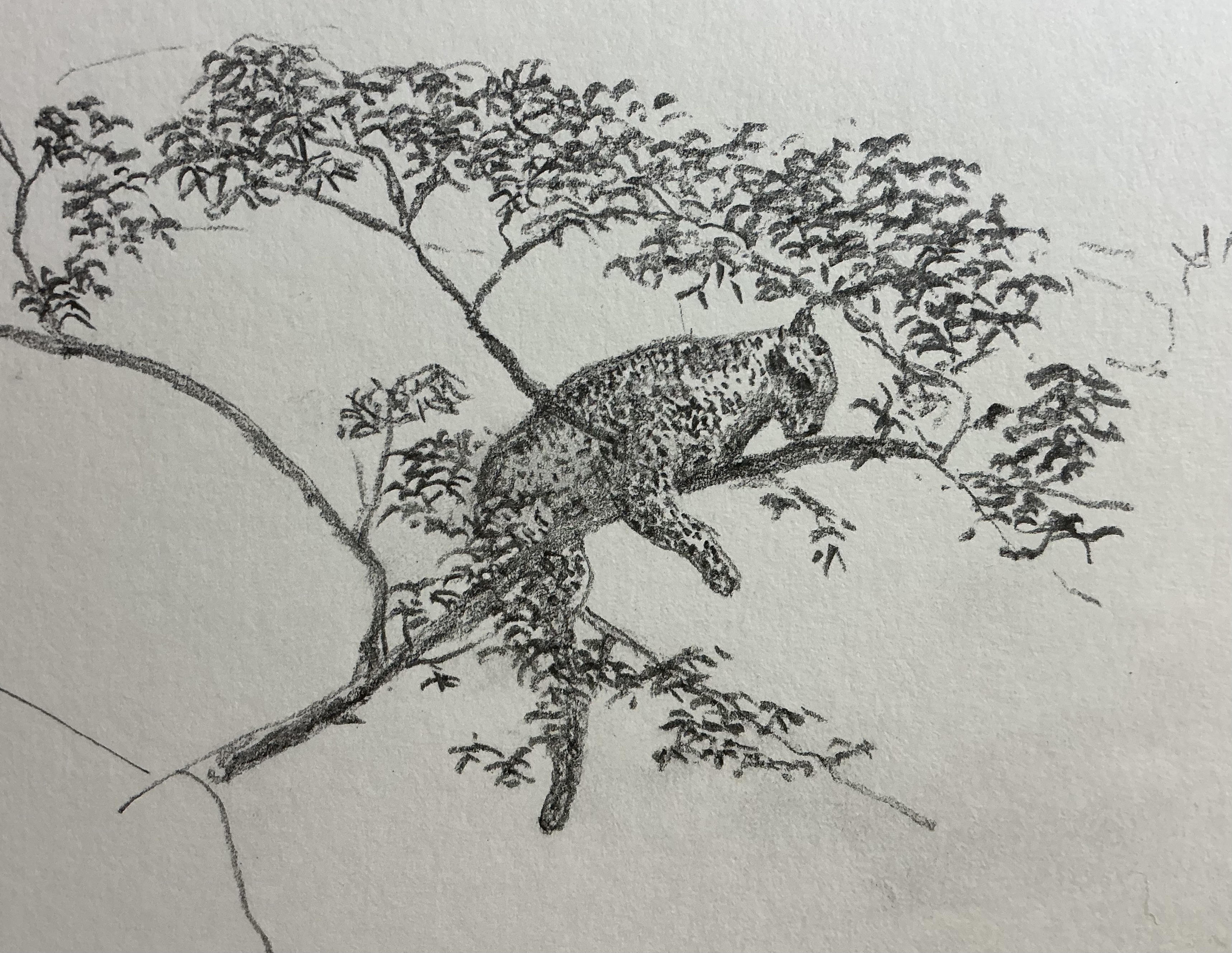 Beware the leopard in the tree! by Stephen Gillespie | 15 January 2026