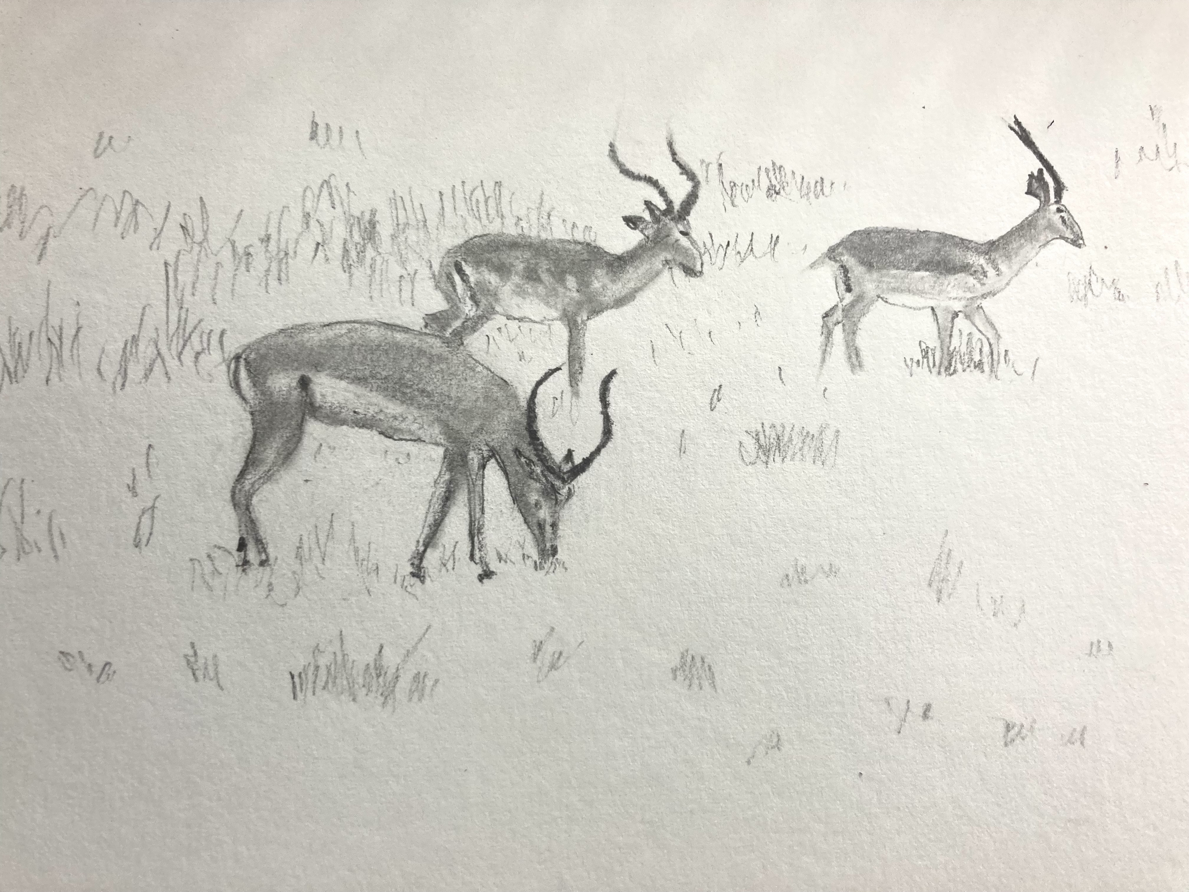 Lunch?! by Stephen Gillespie | 13 January 2026