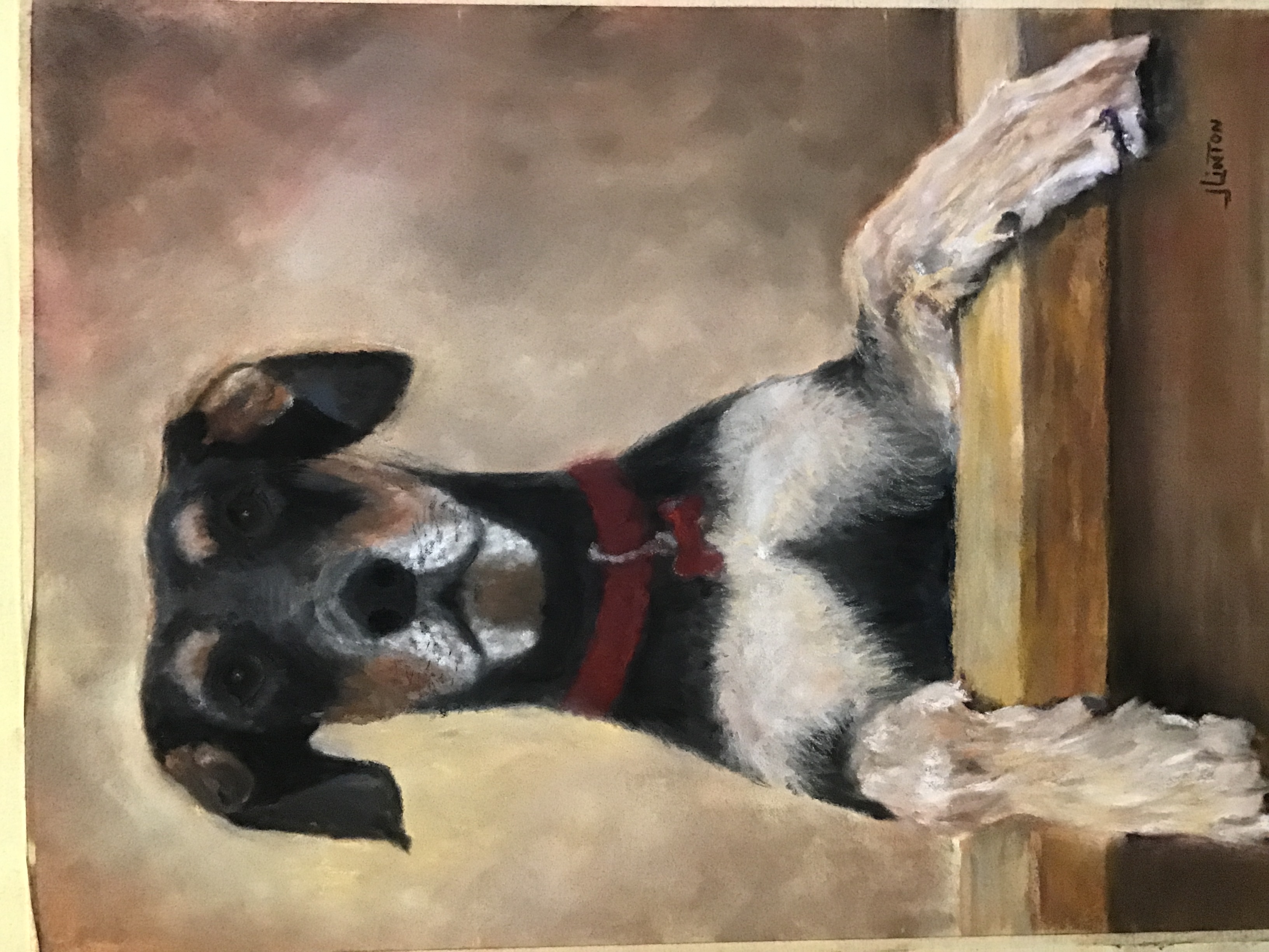 Callie is ready to go. by Janet Linton | 06 November 2019