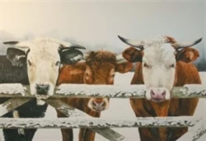 How to Paint Cows in Watercolour