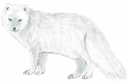 A simple guide to drawing an Arctic Fox with Jonathan Newey