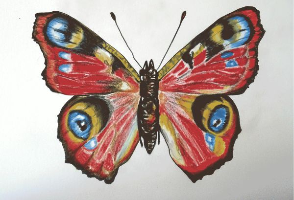 How to use coloured pencils to draw a butterfly