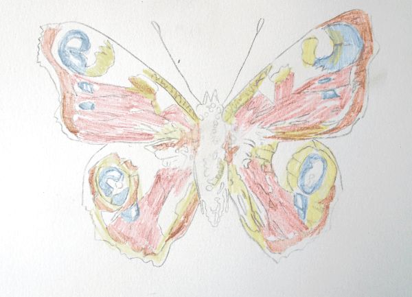 How to use coloured pencils to draw a butterfly