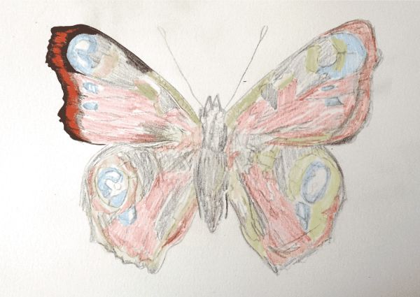 How to use coloured pencils to draw a butterfly