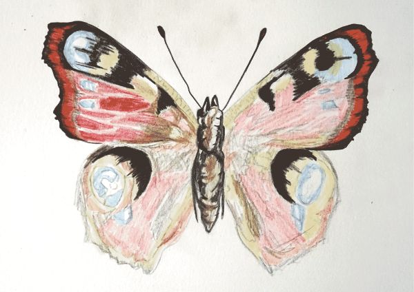 How to use coloured pencils to draw a butterfly