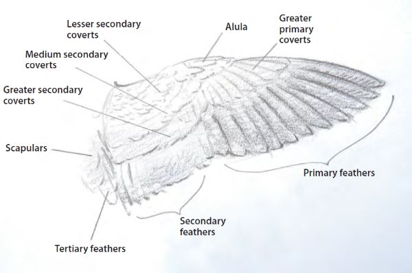 How to paint birds in flight