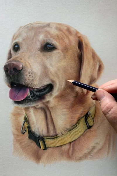 Inside Bonny Snowdon’s coloured pencil art courses