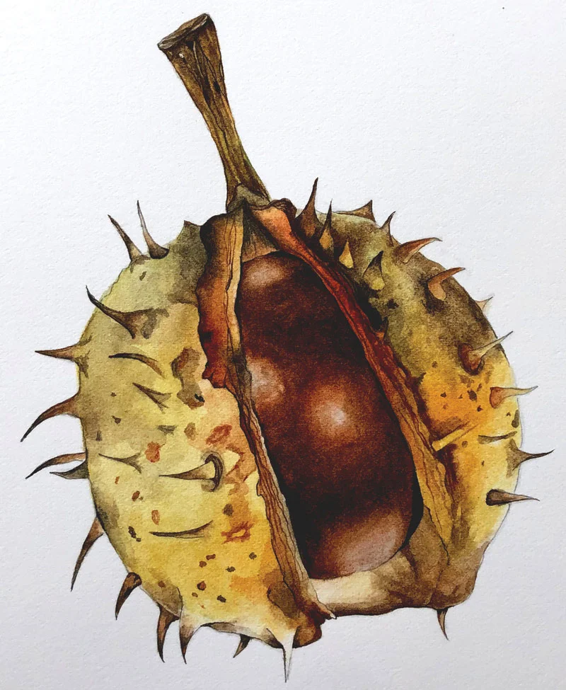 How to paint a conker in watercolour