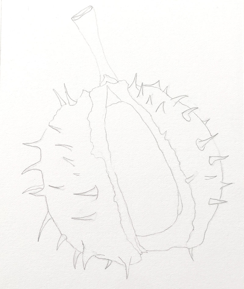 How to paint a conker in watercolour