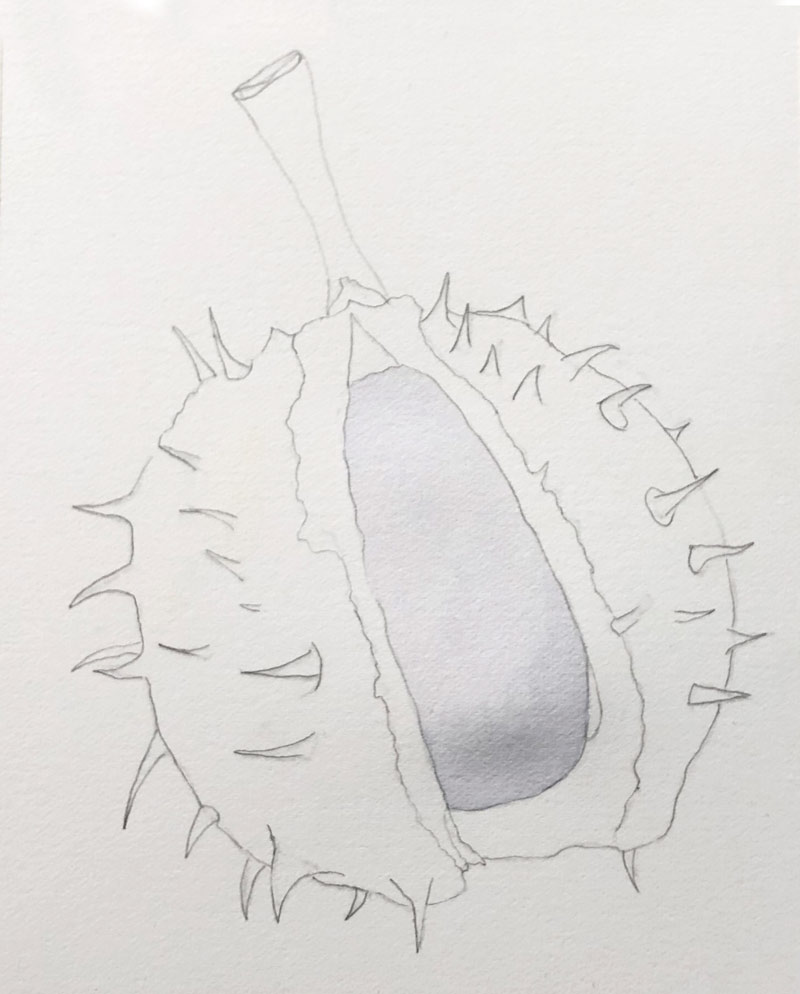 How to paint a conker in watercolour