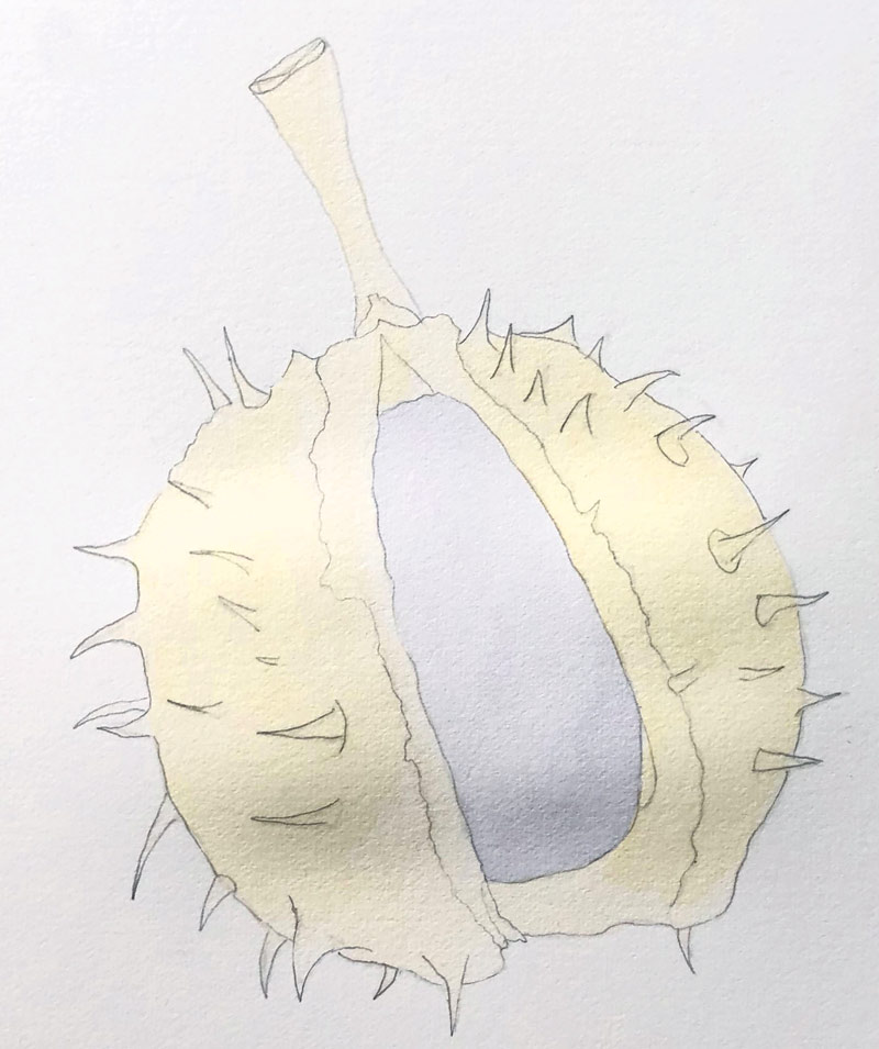 How to paint a conker in watercolour