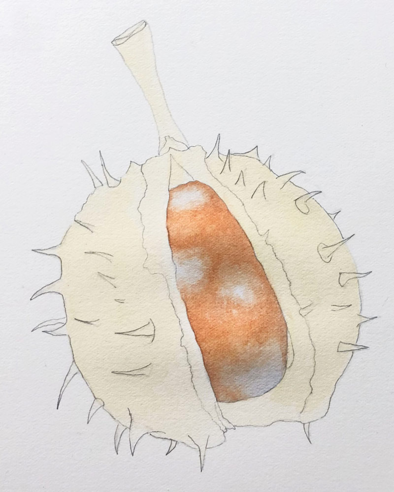 How to paint a conker in watercolour