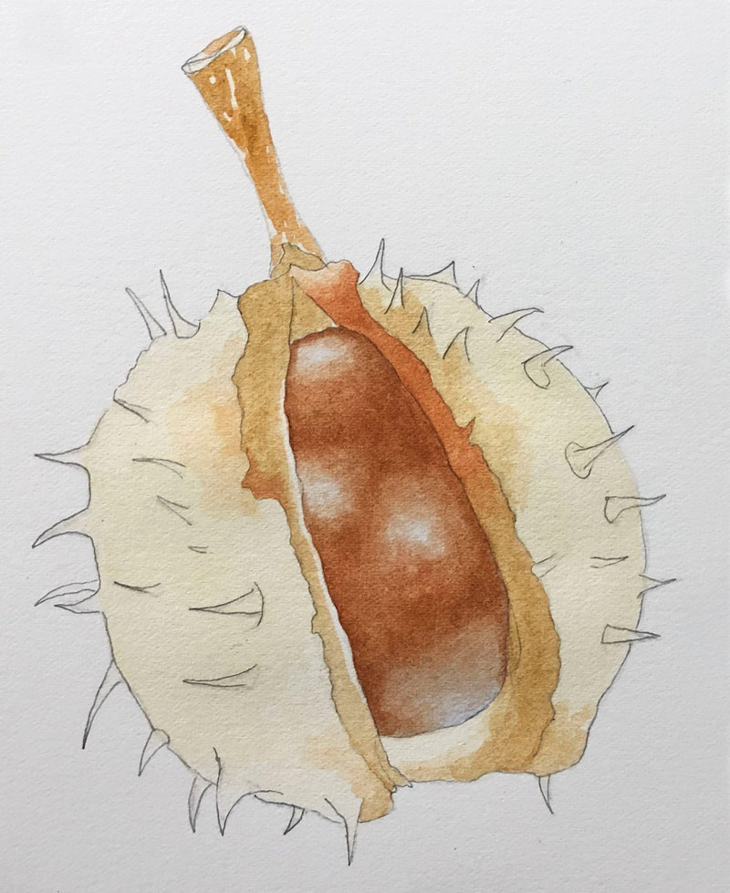 How to paint a conker in watercolour