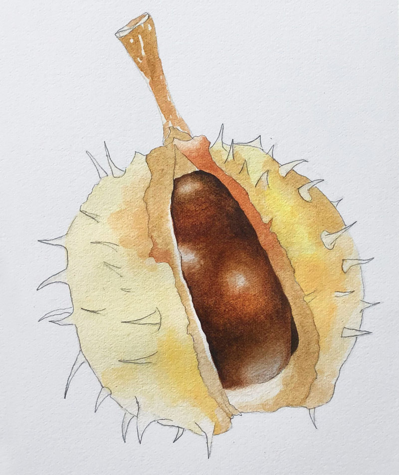 How to paint a conker in watercolour