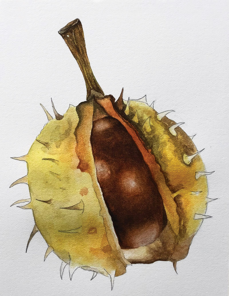 How to paint a conker in watercolour