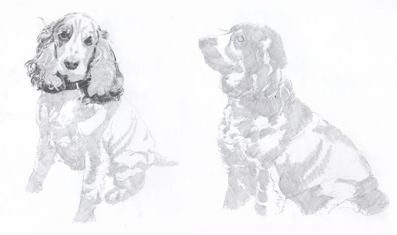 How draw and paint animals