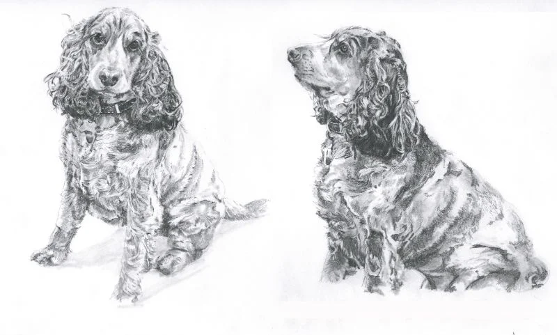 How draw and paint animals